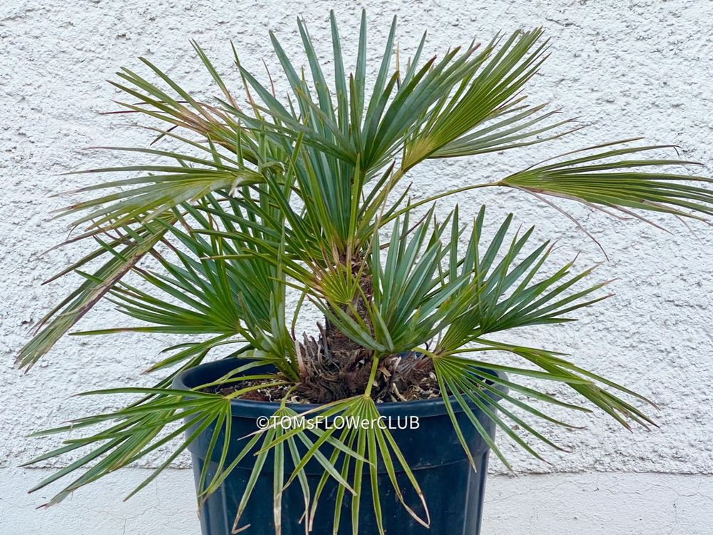 Chamaerops Humilis Cerifera - WINTERHARTE blaue Zwergpalme (Neu (gemäss Beschreibung)) in ...