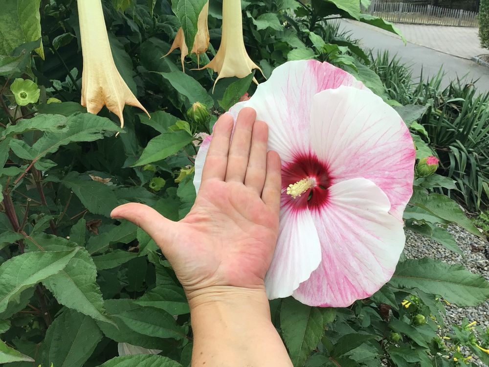 (KOPIE) Riesenhibiskus Tellergrosse Blüten (Neu (gemäss Beschreibung)) in seon für CHF 20 – mit ...