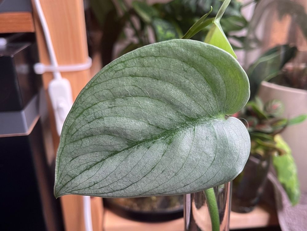 Rare scindapsus Almost Silver (Gebraucht) in für CHF 15 – mit Lieferung ...