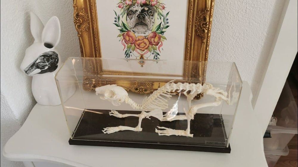 Hasen? Skelett Knochen Taxidermy | Kaufen auf Ricardo