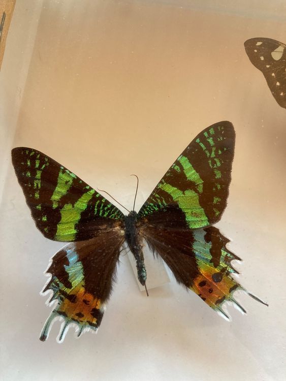 Echte Schmetterlinge hinter Glas (Gebraucht) in Reitnau für CHF 32 – mit Lieferung auf Ricardo ...