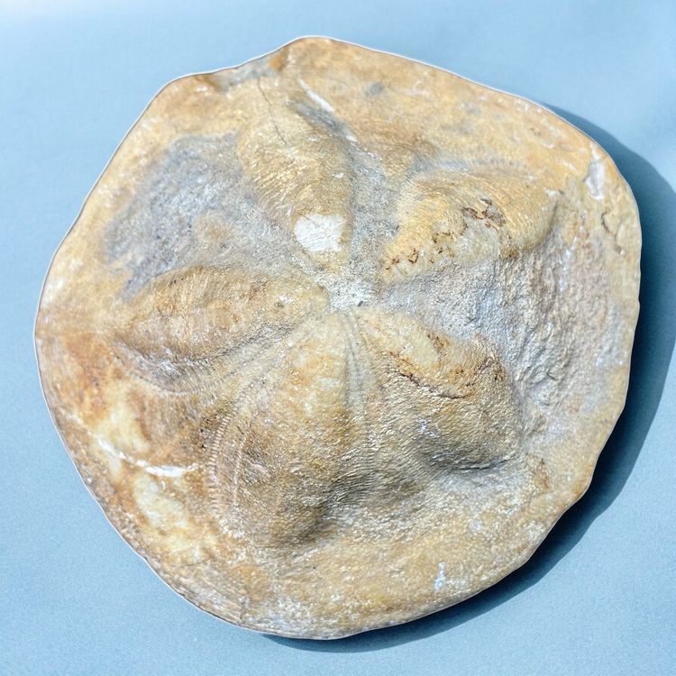 Oursin fossile Clypeaster Altus Miocéne Logudoro. 1,14 Kg | Kaufen auf ...