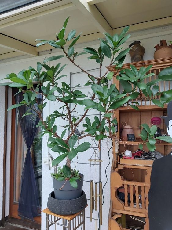 Ficus, vermutlich Ficus cyathistipula (Gebraucht) in Fruthwilen für CHF ...