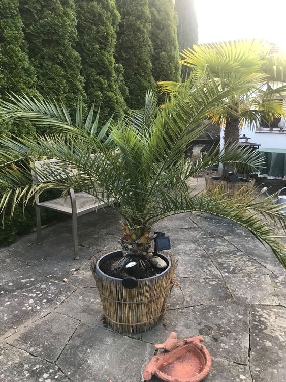 Palme | Kaufen auf Ricardo