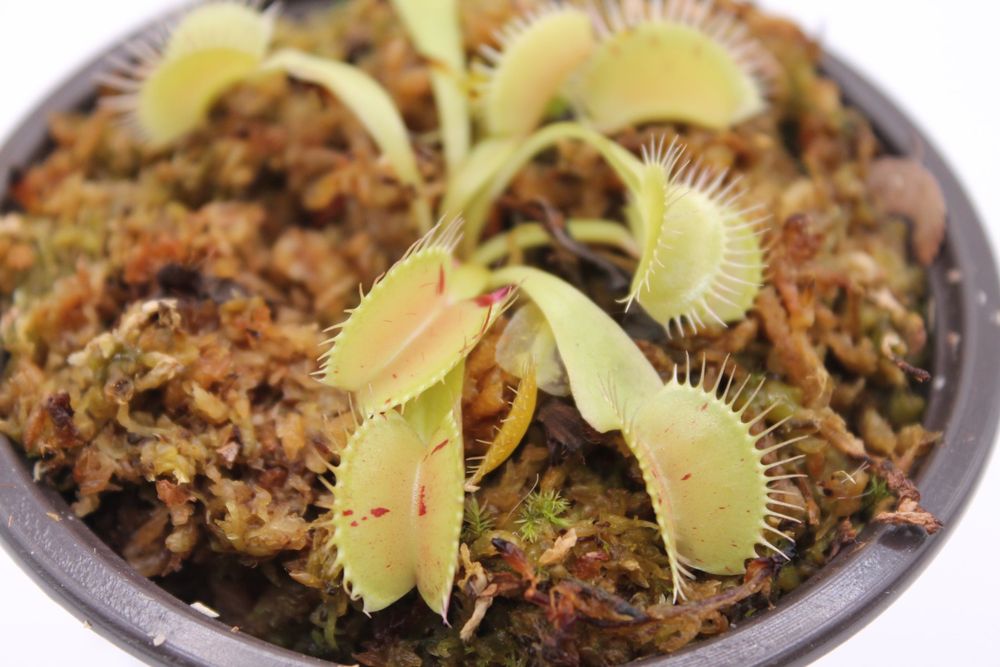 Venusfliegenfalle „Patches“ – fleischfressende Pflanze (Neu (gemäss ...