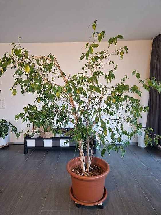 Ficus Benjamina tree, ~ 170cm (Gebraucht) in Dübendorf für CHF 100 ...
