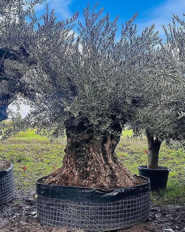 Olivenbaum "Antiker Zauber" (Gebraucht) in Zuckenriet für CHF 4760 – nur Abholung auf Ricardo kaufen