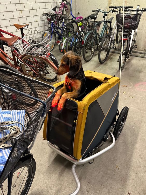 Croozer Dog Peppa L Hunde-Veloanhänger bis 35kg (Gebraucht) in Zürich ...