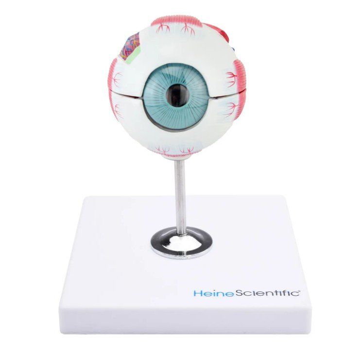 Augenmodell 6-teilig Glaskörper Linse Iris Hornhaut Augapfel (Neu und ...