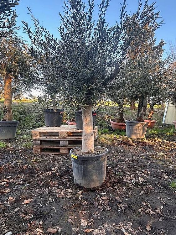 Olivenbaum "Pubertier I" (Gebraucht) in Zuckenriet für CHF 355 – nur Abholung auf Ricardo kaufen