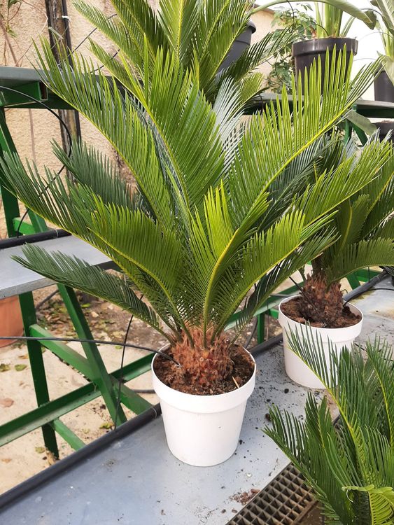 Cycas Revoluta 15 GROSSES GRAINES FRAICHES (Neuf (Voir description)) à ...