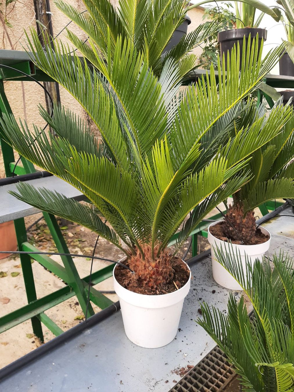 Cycas Revoluta 15 GROSSES GRAINES FRAICHES (Neuf (Voir description)) à ...