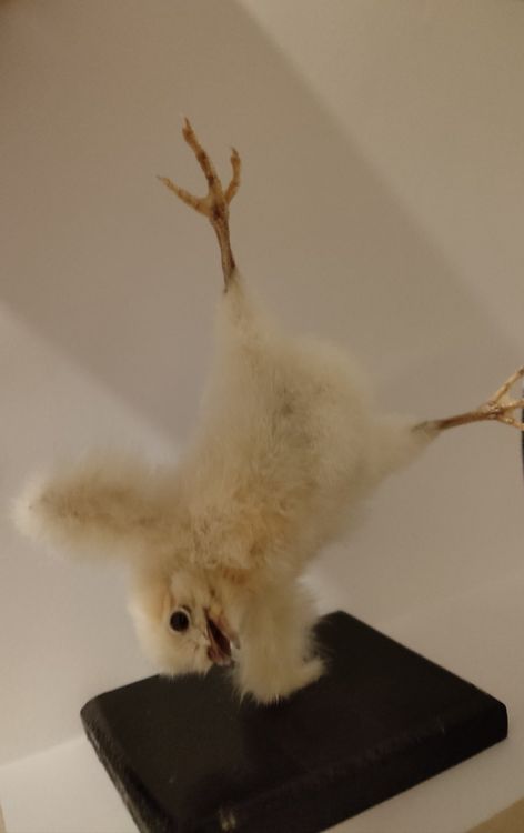 Breakdance Chicken | Kaufen auf Ricardo