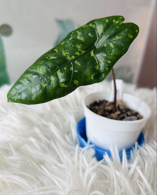 Alocasia Boyceana Shattered Glass (Neu (gemäss Beschreibung)) in ...