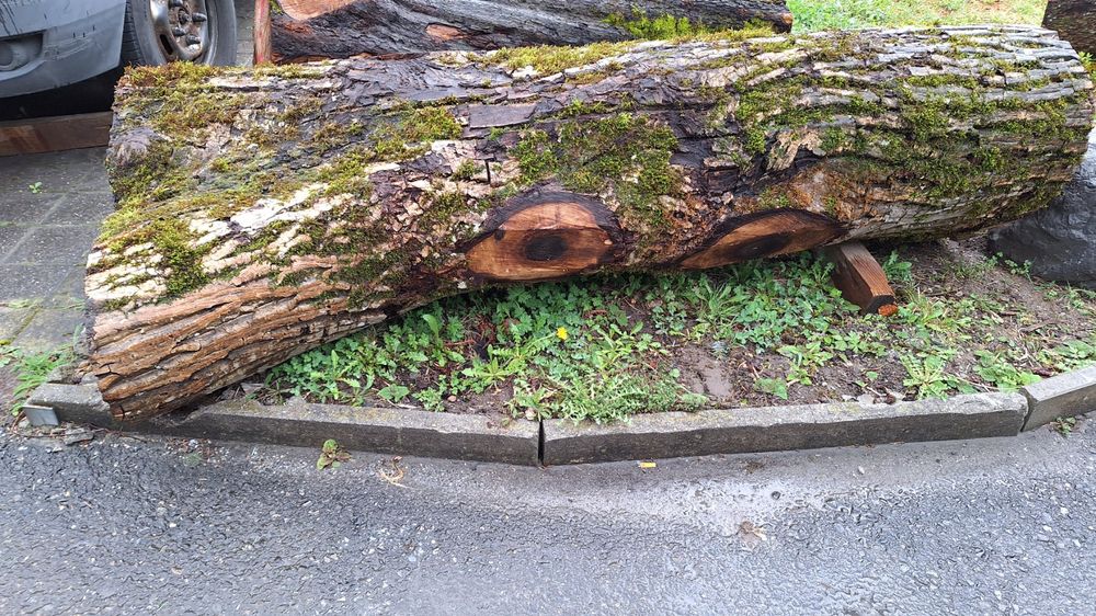 Nussholz Stamm Nuss Holz Nussbaumholz drechseln basteln (Neu (gemäss ...