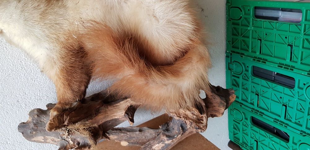 animaux empailler fouine | Kaufen auf Ricardo