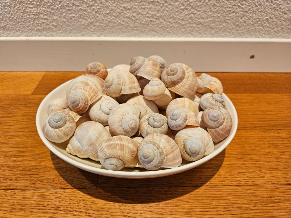 Schöne Schneckenhäuser Basteln Dekoration Weinbergschnecken | Kaufen ...