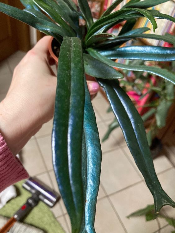 Microsorum thailandicum blue oil fern fougère | Kaufen auf Ricardo