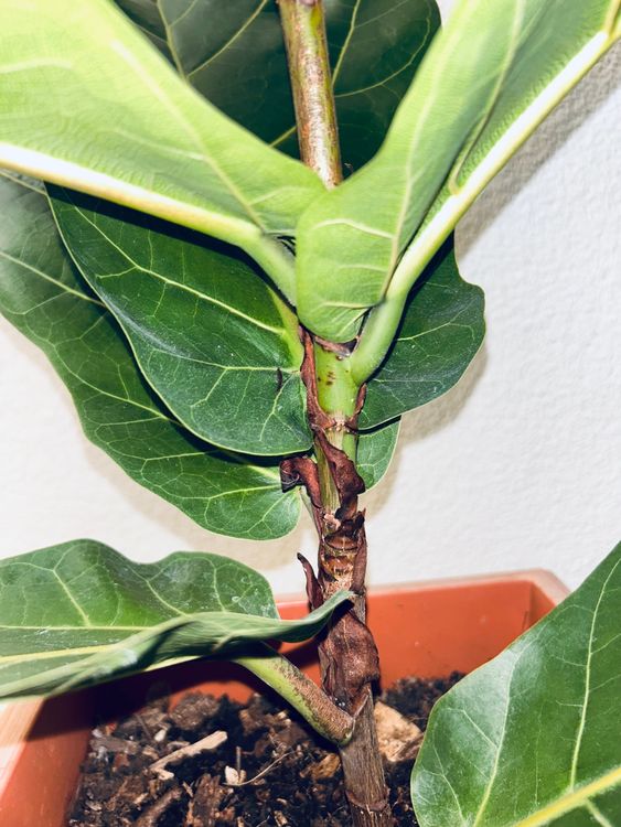 Ficus Lyrata Geigenfeige Fiddle Leaf fig potted plant (Gebraucht) in ...