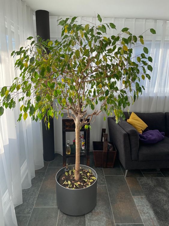 Ficus Benjamin Baum, Höhe 2 Meter (Gebraucht) in Bassersdorf für CHF 76 ...