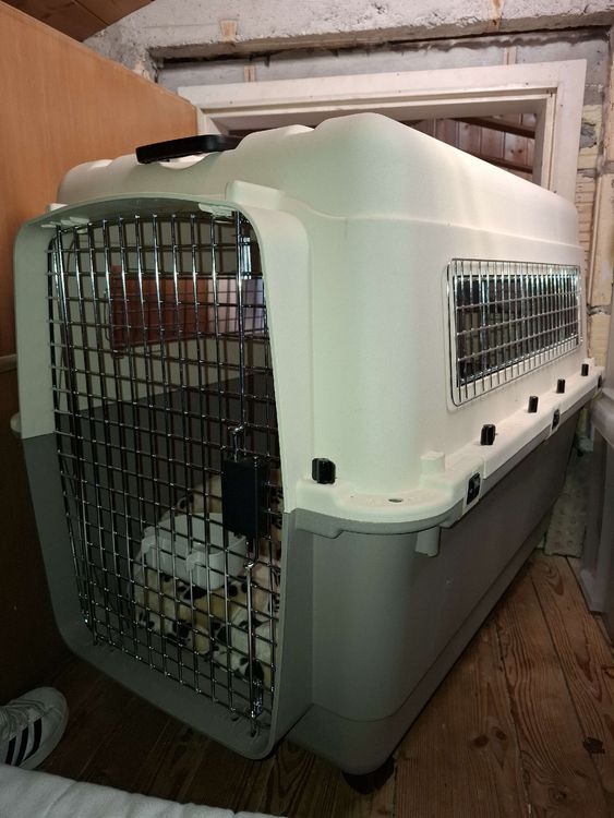 XL Flugbox Robuste Hundebox / Transportbox | Kaufen auf Ricardo