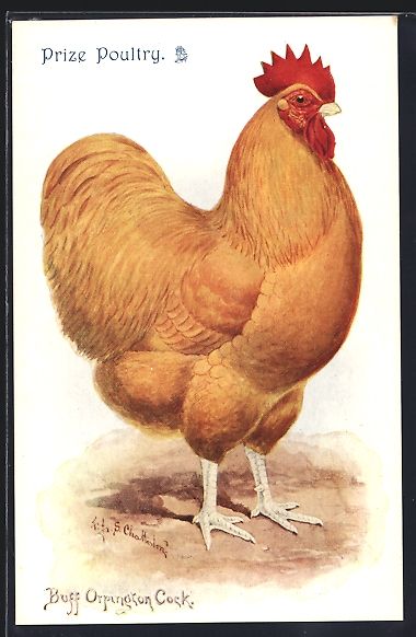 Buff Orpington Cock, Prize Poultry (Gebraucht) in Berlin für CHF 16 ...