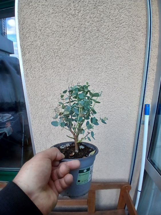 Eucalyptus gunnii Bonsai (D'occasion) à Derendingen pour CHF 20 – avec ...