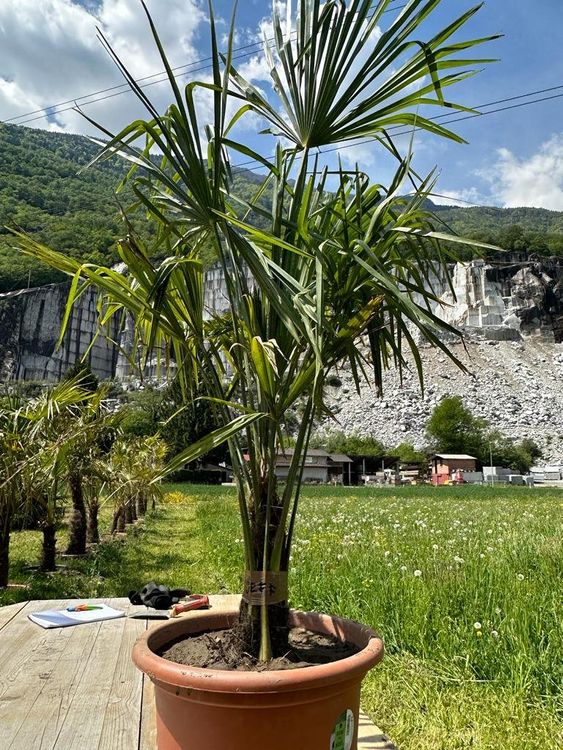 "Jeff" Tessiner Palme, Trachycarpus Fortunei, Höhe 160 cm | Kaufen auf ...