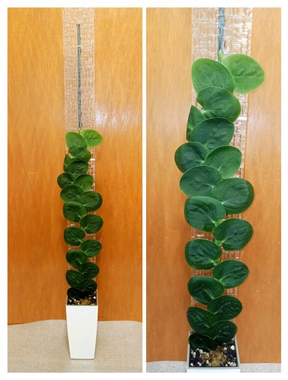 Rhaphidophora celatocaulis ( NUR ABHOLUNG) (Neu (gemäss Beschreibung)) in schöftland für CHF 75 ...