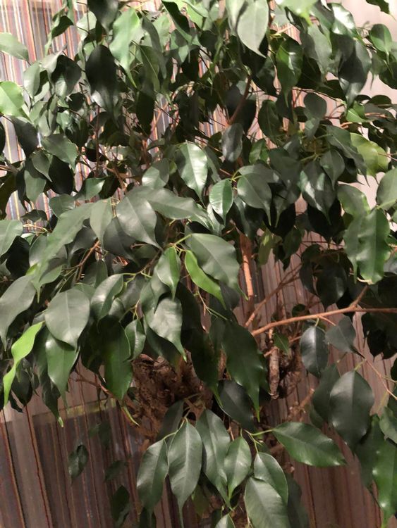 Ficus Baum Benjamin | Kaufen auf Ricardo