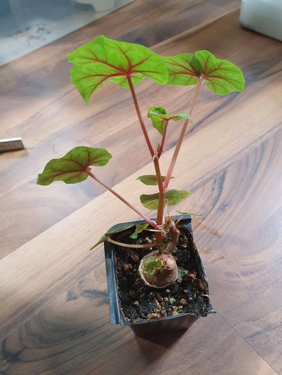 Begonia dregei - Caudex Begonie (Gebraucht) in Diessenhofen für CHF 5 ...