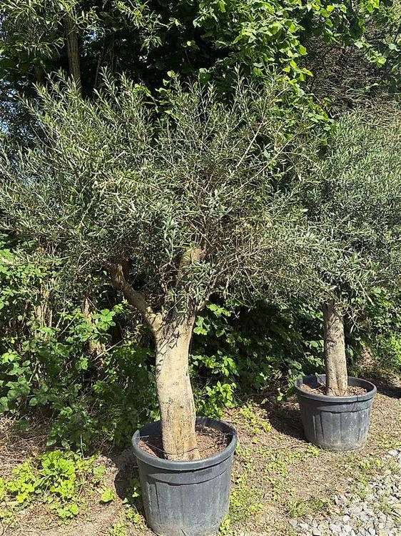 Olivenbaum "Young Skin Nr. 4 (Neu (gemäss Beschreibung)) in Zuckenriet für CHF 590 – nur ...