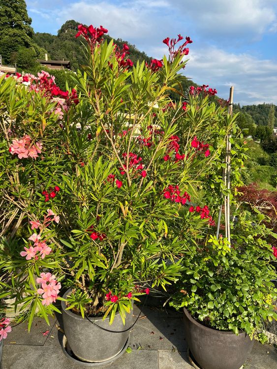 Oleander Dungen Mit Hortensiendunger