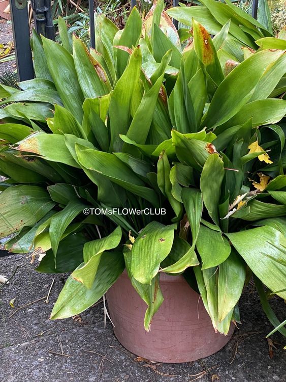 Aspidistra Elatior - bedingt winterharte "Schusterpalme" (Neu und ...