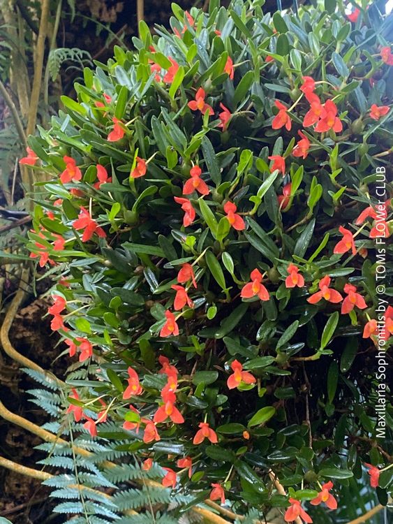Maxillaria Sophronitis - rot blühende Miniatur Orchidee (Neu (gemäss ...