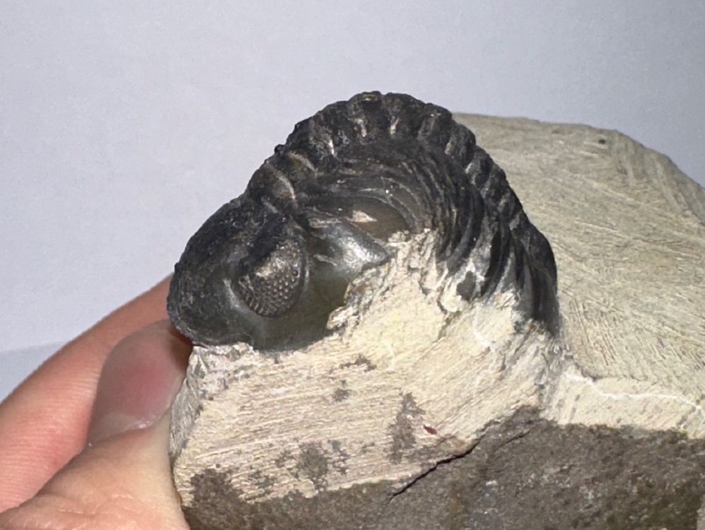 Trilobit - Phacops africanus aus Marokko | Kaufen auf Ricardo