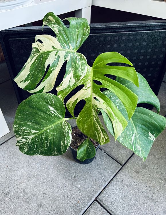 Monstera Deliciosa Variegata Samen