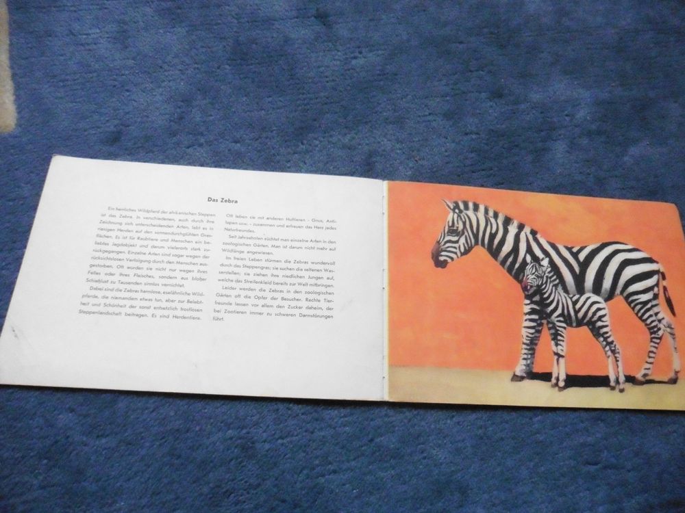 Fritz Hug,Kunstmaler,Zoo-Tiere,Carl Stemmler,Zebra,Giraffe.. | Kaufen ...