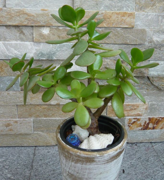 Geldbaum / Pflanze (Neu (gemäss Beschreibung)) in Ruggell für CHF 5 ...