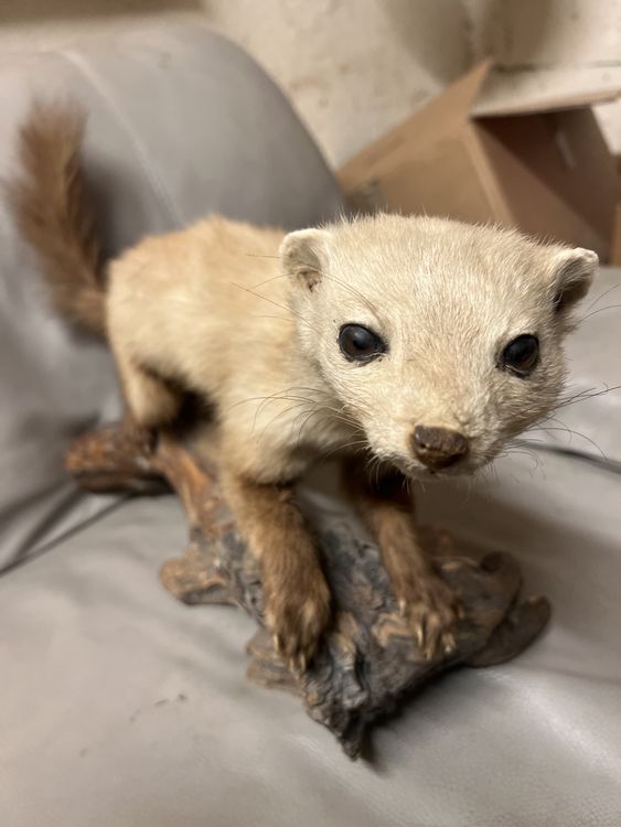 Ausgestopfter präparierter Marder / Wiesel / Hermelin (d) (Gebraucht) in Rorschach für CHF 45 ...