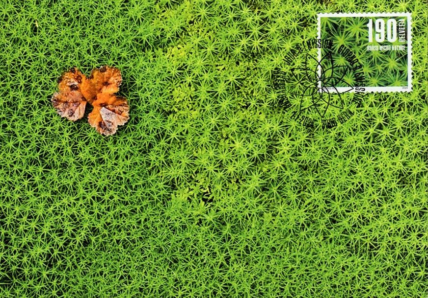 Maximumkarte Naturmuster - Moos (Neu (gemäss Beschreibung)) in Dottikon für CHF 6 – mit ...