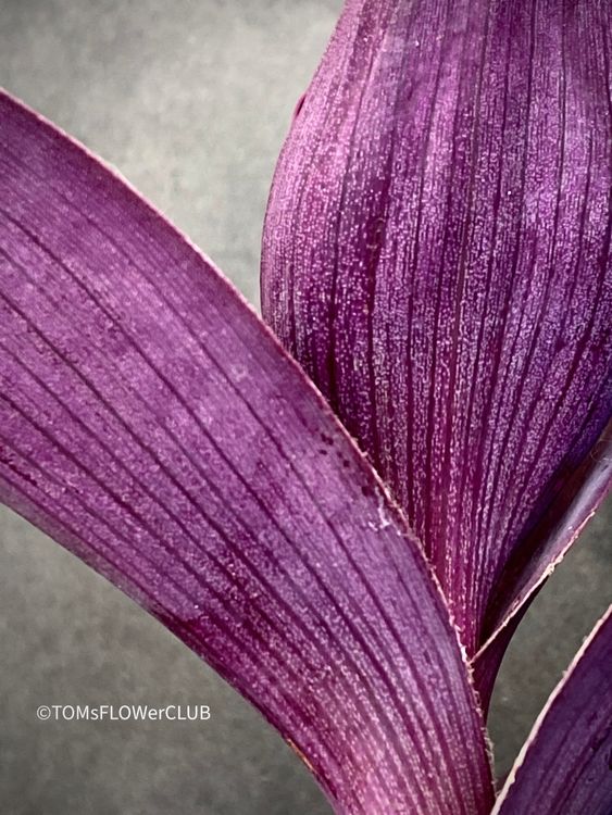 Tradescantia Pallida Purpurea (Neu (gemäss Beschreibung)) in Adliswil ...