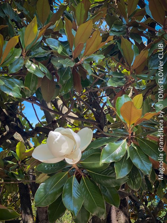 Magnolie Immergrun Winterhart