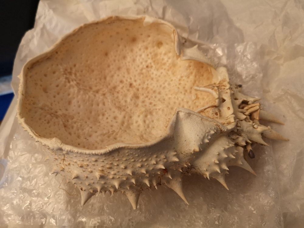 grosser Krebs Panzer mit Randzacken Krabbe sehr dekorativ (Gebraucht ...