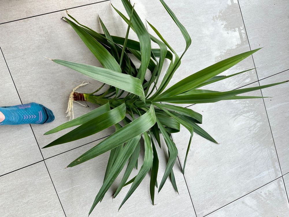 Yucca Palme im Topf plus Yucca Setzling (Gebraucht) in Spiez für CHF 9 ...