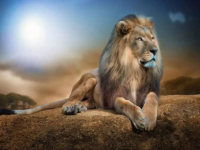 Diamond Painting Löwe (202) (Neu und originalverpackt) in Schlatt TG für CHF 29 – mit Lieferung ...