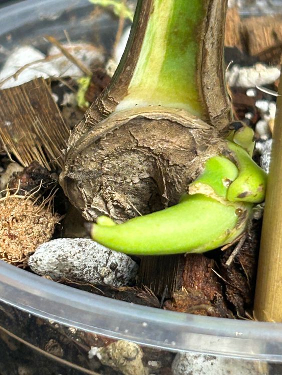 RAR!🔥MONSTERA WHITE MONSTER MUTATION STAMMSTECKLING 🔥 (Gebraucht) in ...