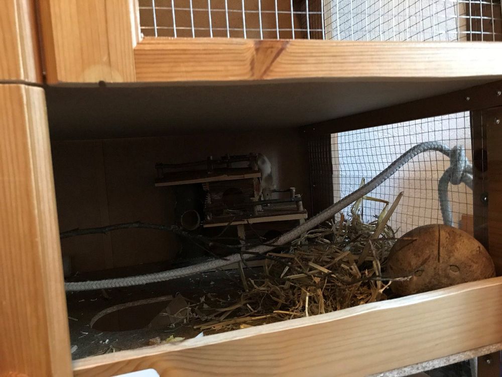 Mäusekäfig | Kaufen auf Ricardo