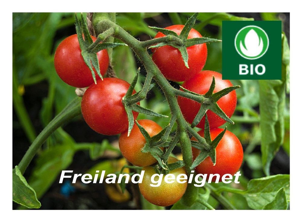 Tomate Resi Phr Bio - 10 Samen (Neu und originalverpackt) in Sumiswald ...