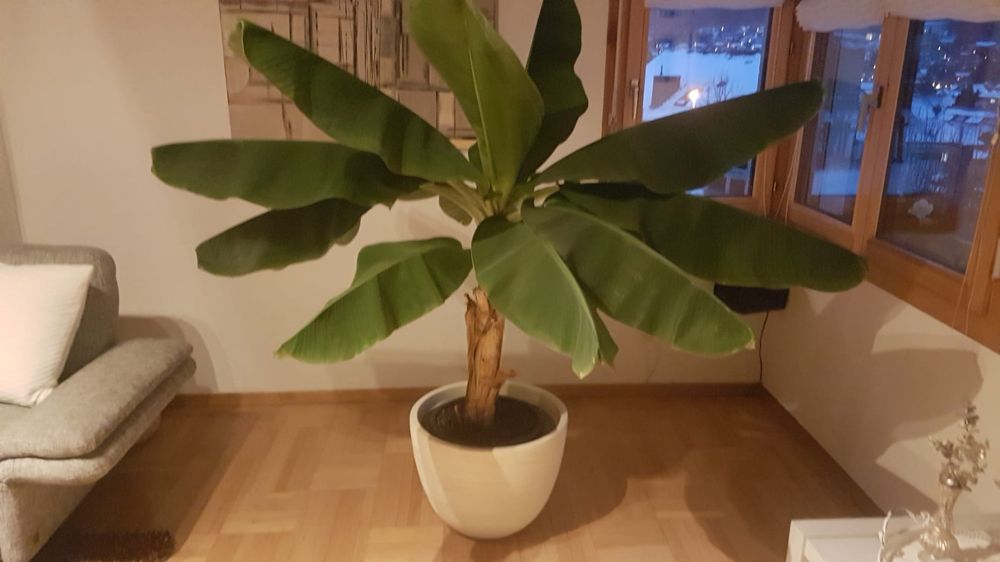 bananenbaum | Kaufen auf Ricardo